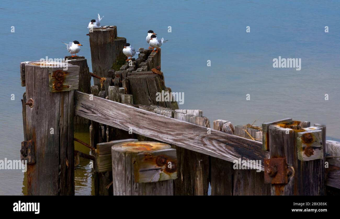 Common Tern birds sitting on a dock Stock Photo - Alamy