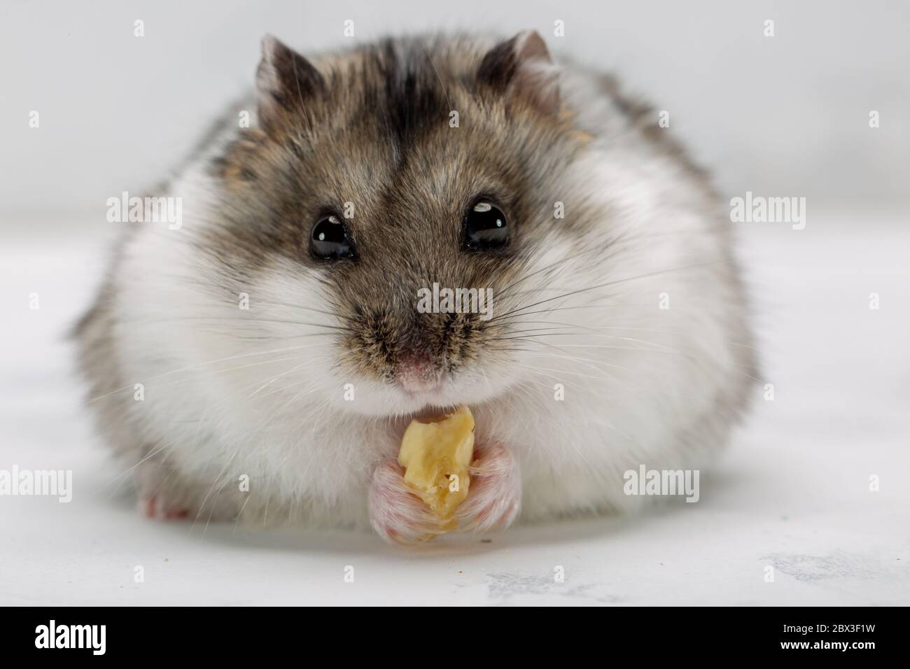 Light brown and white hamster hi-res stock photography and images - Alamy