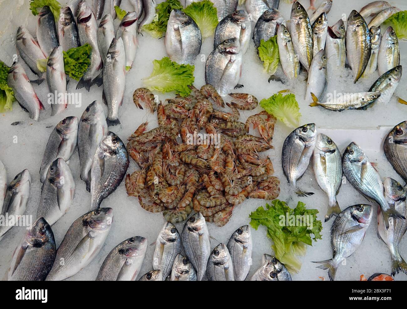 Cupra fish hi-res stock photography and images - Alamy
