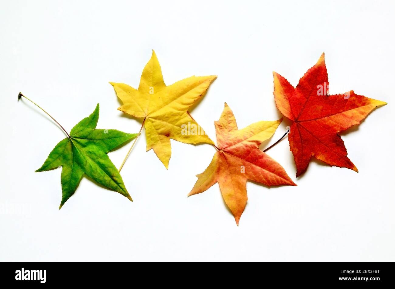 Autumn falling leaves isolated on white background Stock Photo - Alamy