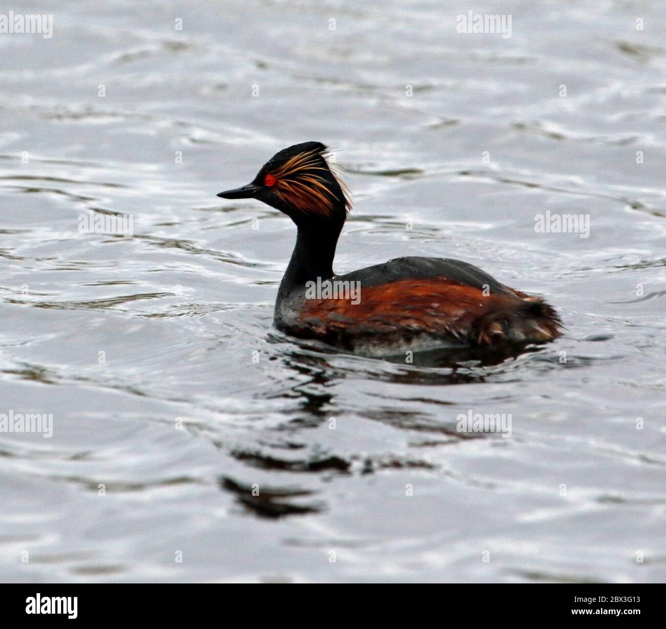 Black necked grebes on a lake in Yorkshire UK Stock Photo - Alamy
