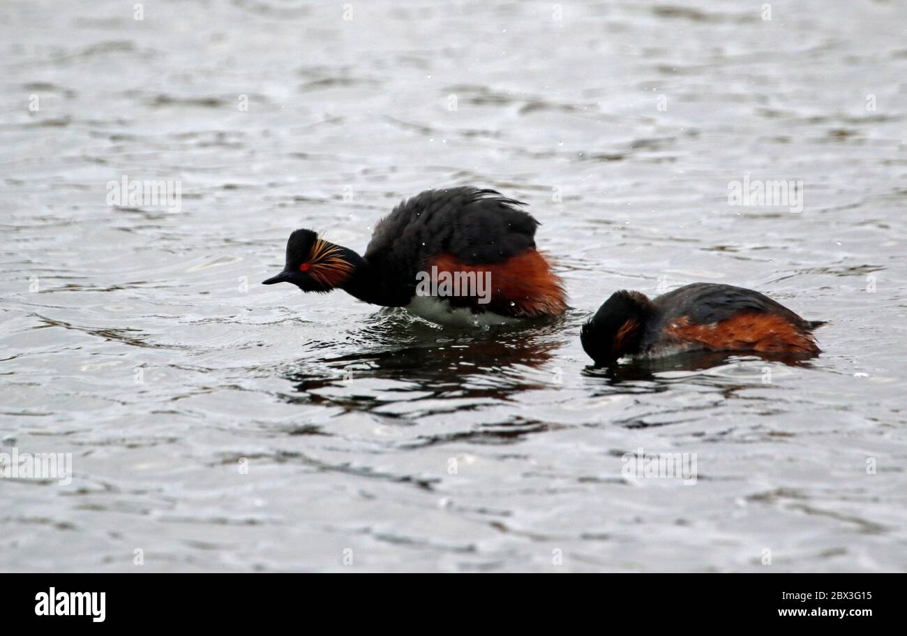 Black necked grebes on a lake in Yorkshire UK Stock Photo - Alamy