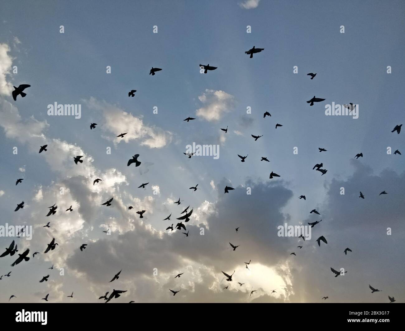 Flying to freedom hi-res stock photography and images - Alamy