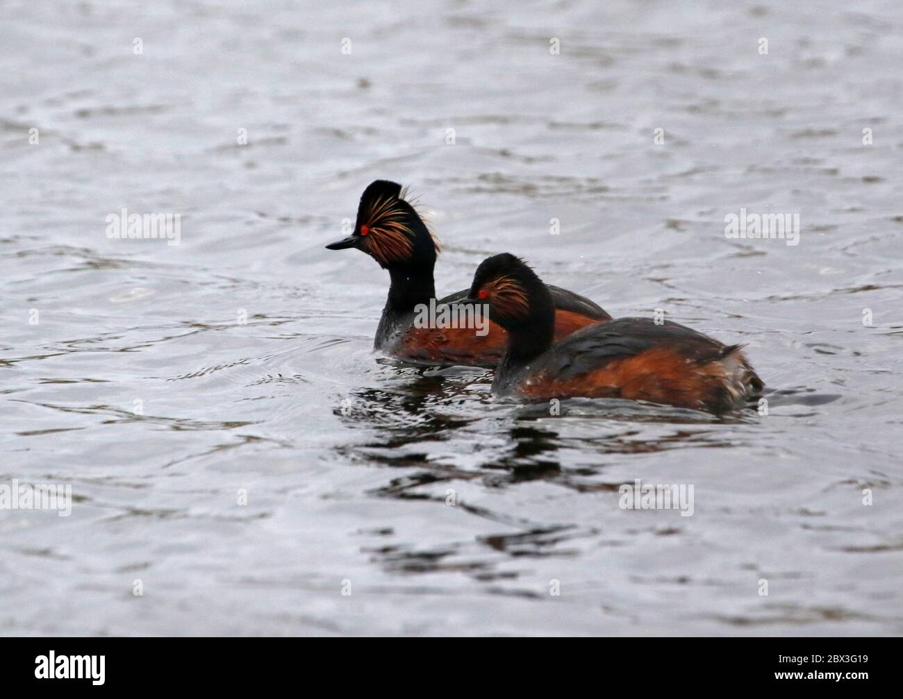 Black necked grebes on a lake in Yorkshire UK Stock Photo - Alamy