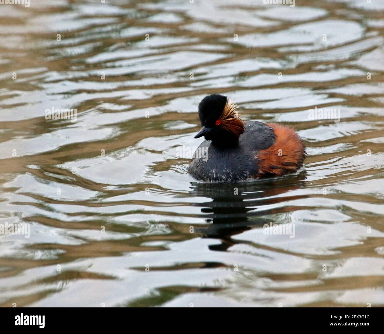 Black necked grebes on a lake in Yorkshire UK Stock Photo - Alamy