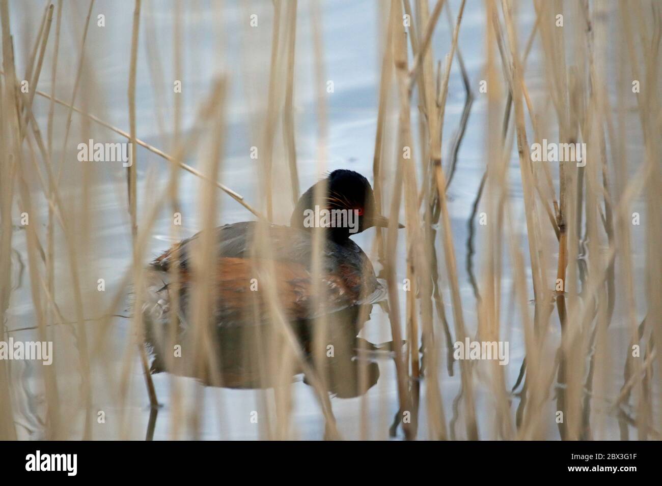 Black necked grebes on a lake in Yorkshire UK Stock Photo - Alamy