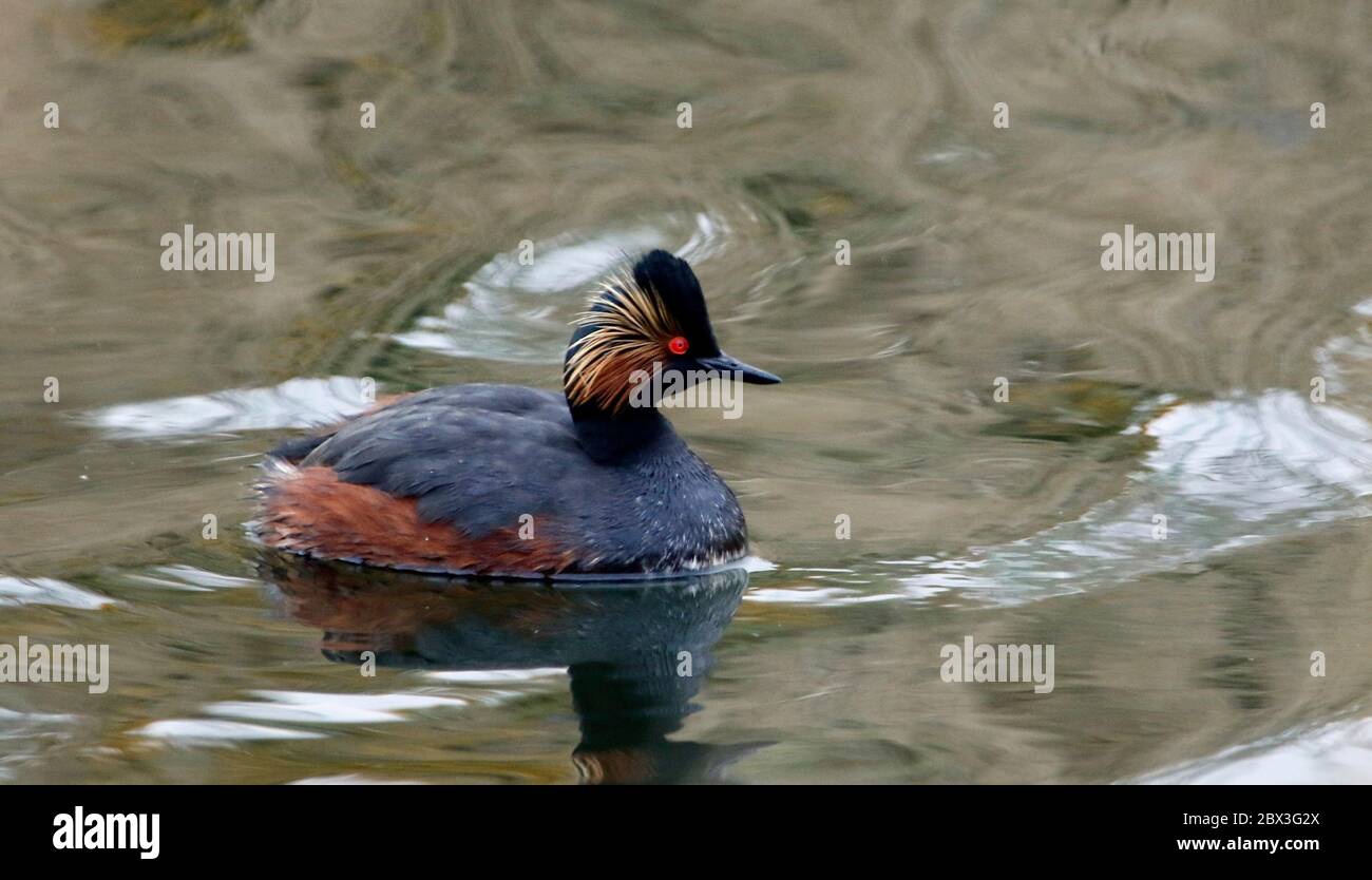 Black necked grebes on a lake in Yorkshire UK Stock Photo - Alamy
