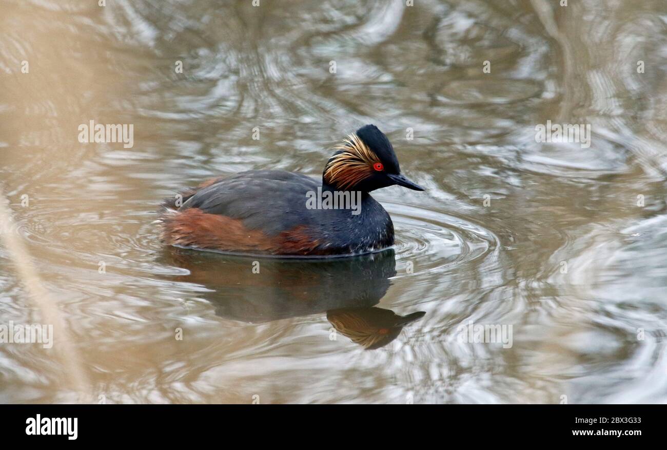 Black necked grebes on a lake in Yorkshire UK Stock Photo - Alamy