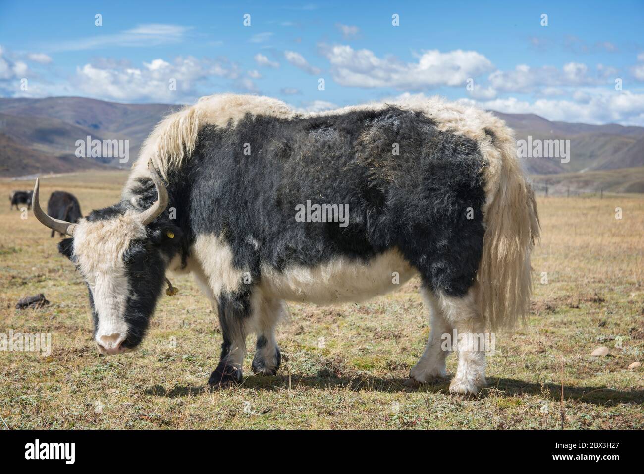 Domestic yak bos grunniens domestic hi-res stock photography and images ...
