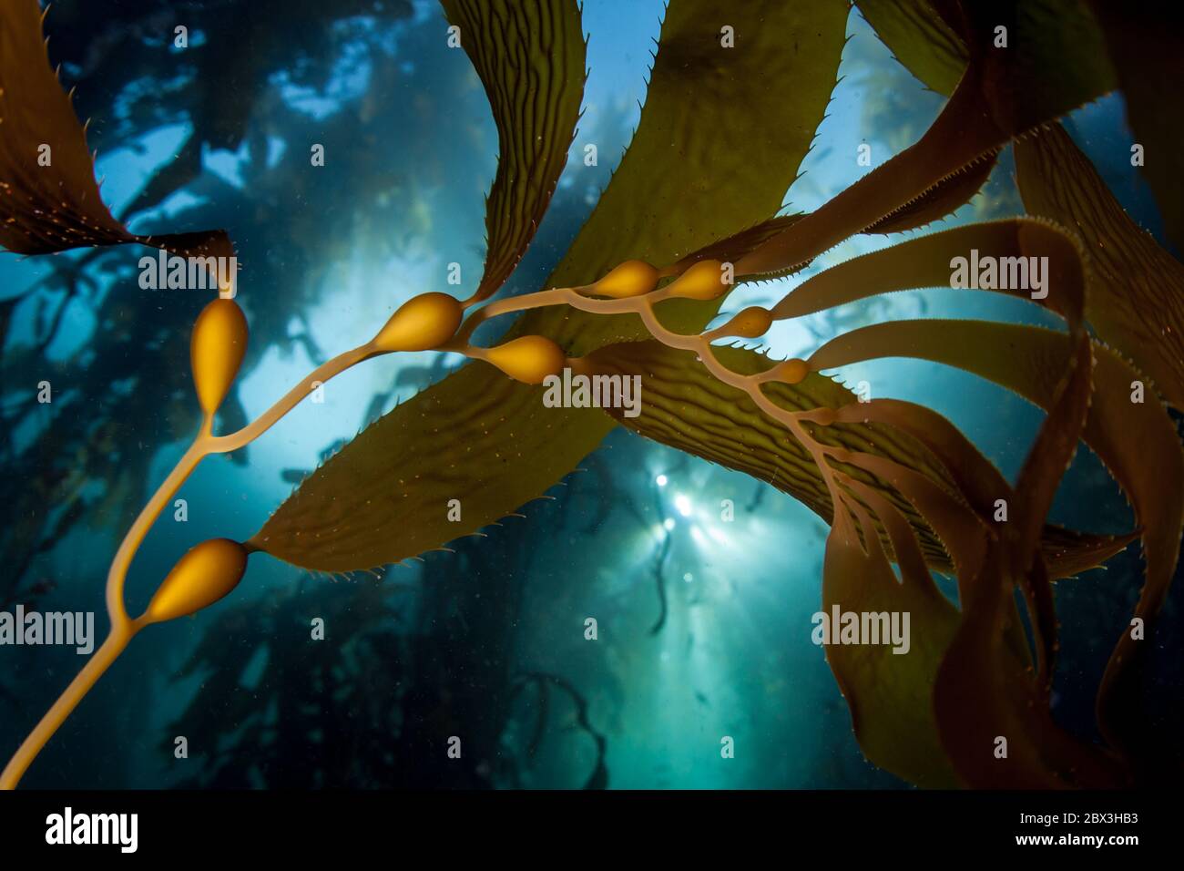 A biodiverse forest of Giant kelp, Macrocystis pyrifera, grows quickly ...