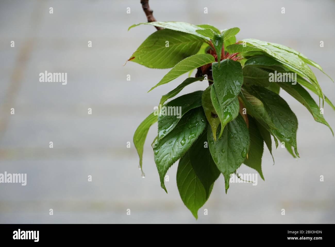 A close-up of sakura tree twig with leaves in rain. The twig is covered ...