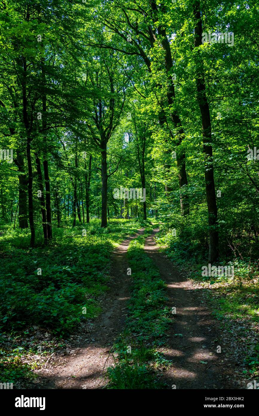 Hiking Trail Through Sunlit Deciduous Forest In Austria Stock Photo - Alamy
