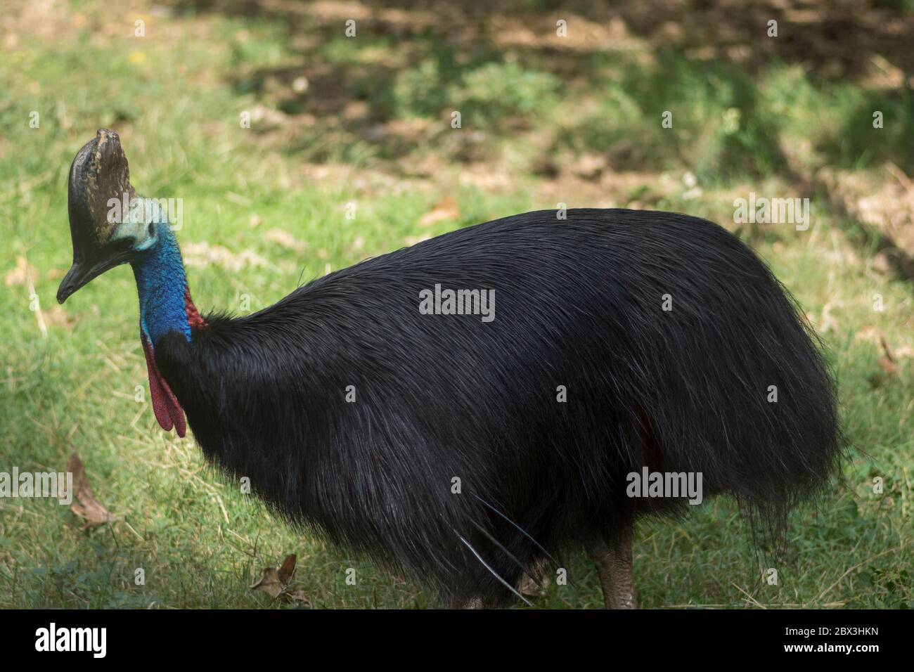 Full body shot of a Southern Cassowary (Casuarius casuarius), known as ...