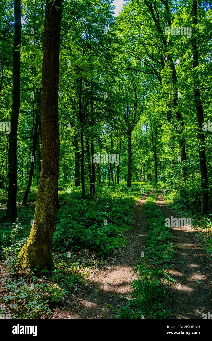 Hiking Trail Through Sunlit Deciduous Forest In Austria Stock Photo - Alamy