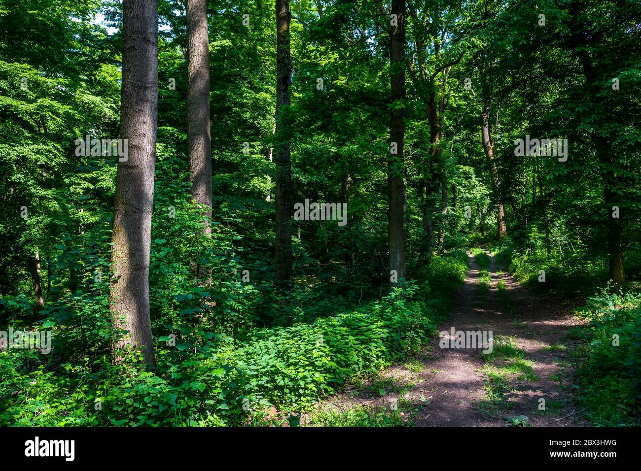 Hiking Trail Through Sunlit Deciduous Forest In Austria Stock Photo - Alamy