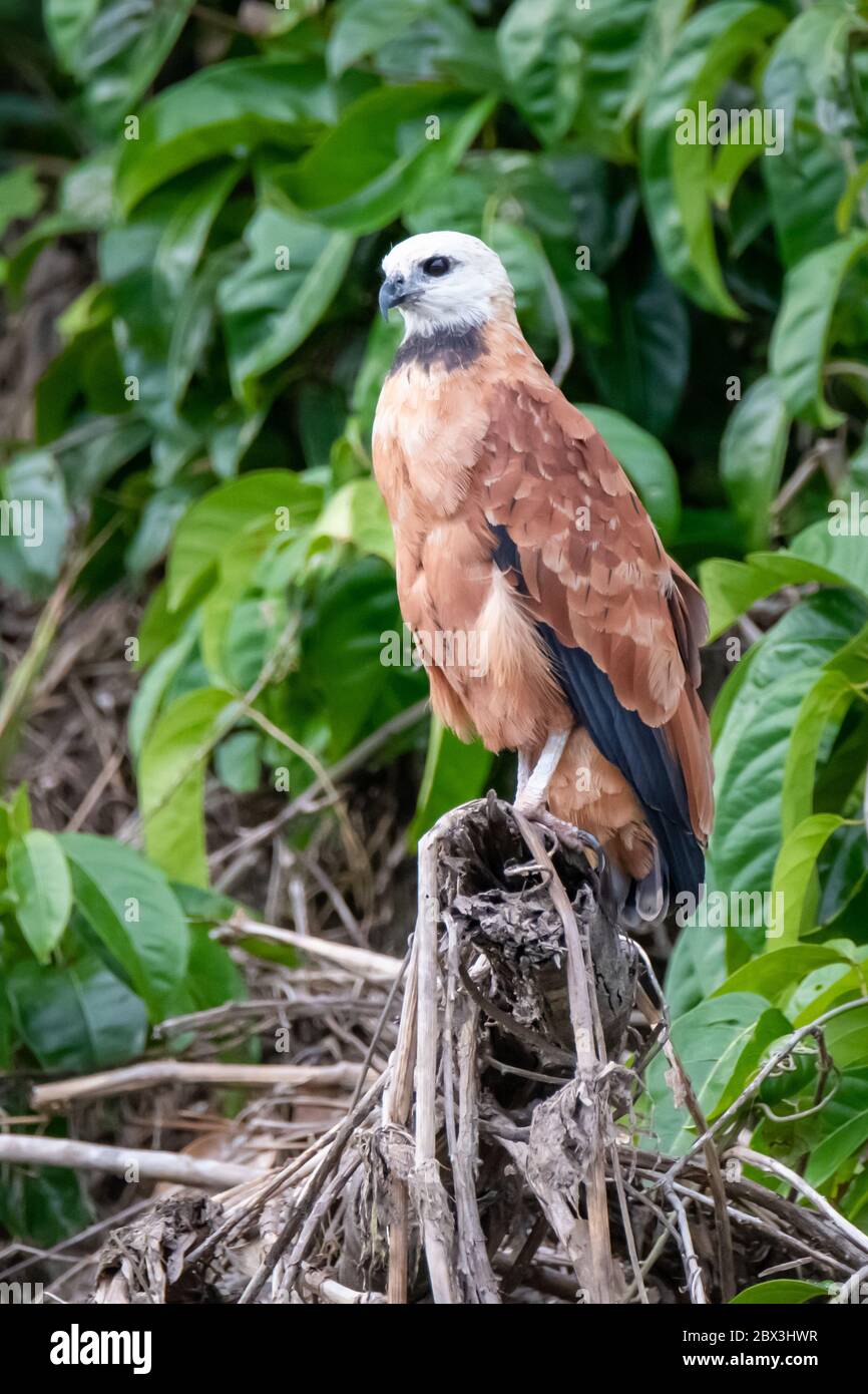 Black-collared hawk (Busarellus nigricollis) perched in Peruvian Amazon ...