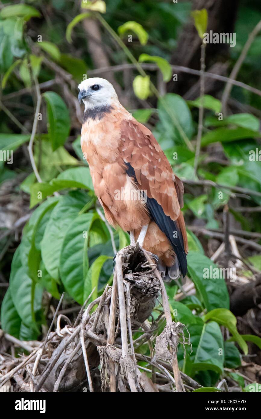 Black-collared hawk (Busarellus nigricollis) perched in Peruvian Amazon ...