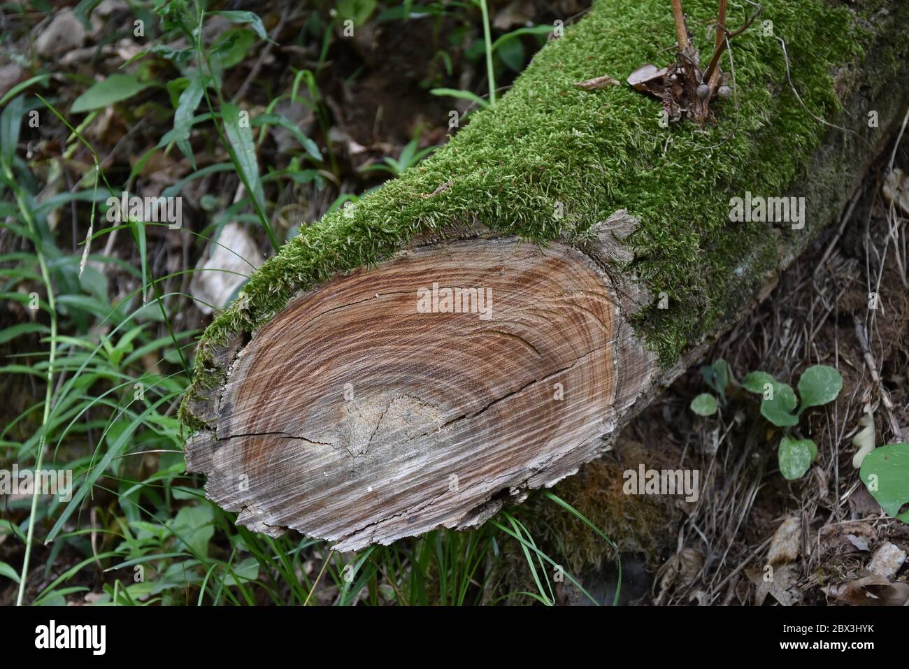 Green moss on fallen tree in forest Stock Photo - Alamy