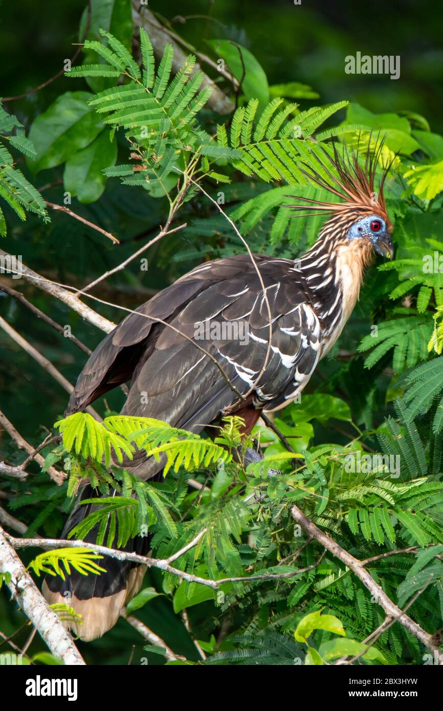 Hoatzin (Ophisthocomus hoazin) in Peruvian Amazon Stock Photo - Alamy