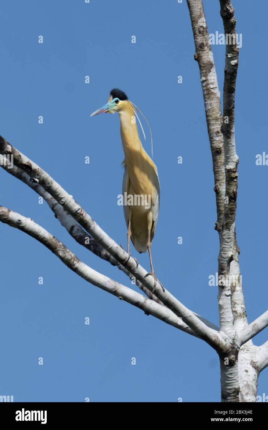 Peruvian endemic bird hi-res stock photography and images - Alamy