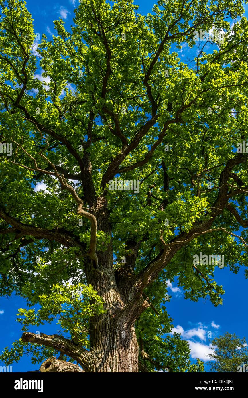 Old Oak Tree With Green Leaves And Blue Sky Stock Photo - Alamy