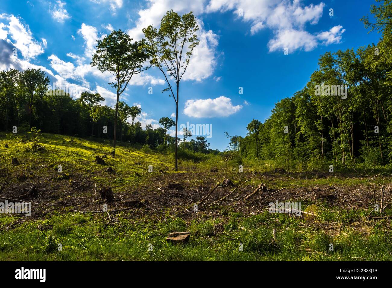 Area Of Deforestation In Deciduous Forest In Austria Stock Photo - Alamy