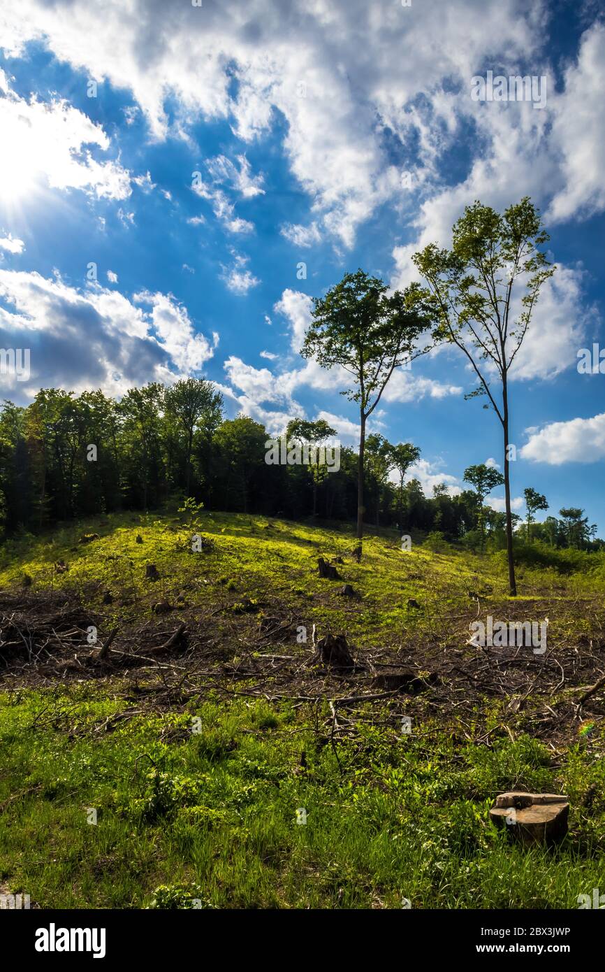 Area Of Deforestation In Deciduous Forest In Austria Stock Photo - Alamy