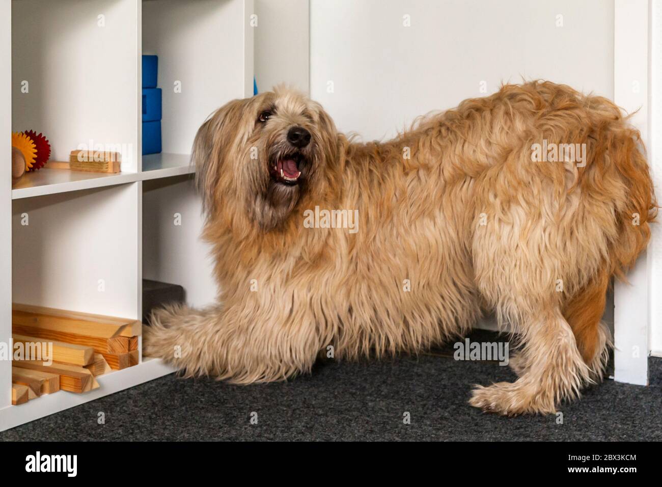 Examination of Mold Detection Dogs in Dortmund, Germany Stock Photo - Alamy