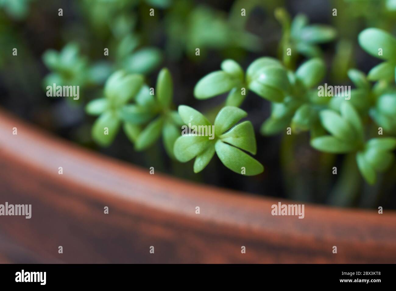 Garden cress sprouts, front view macro food photo. Green seedlings and ...