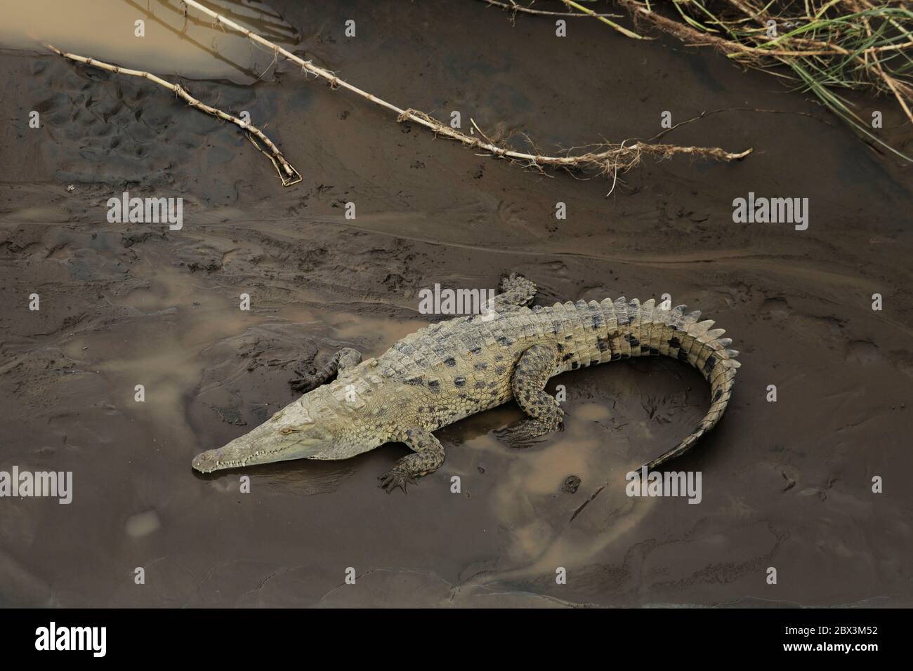Saltwater crocodile the mud hi-res stock photography and images - Alamy
