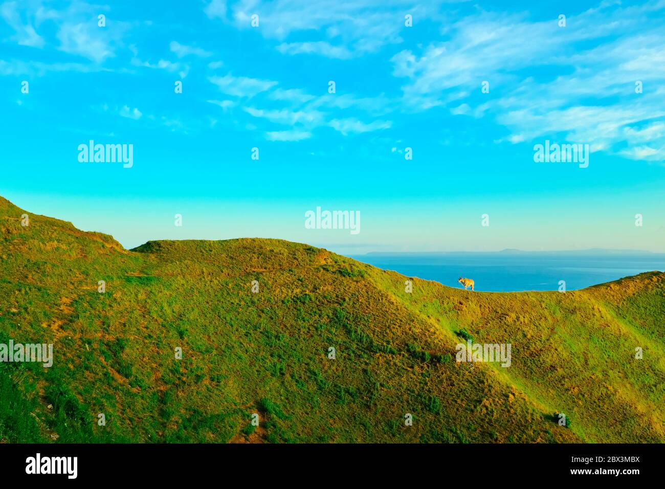 A cow grazing on golden grass field of Vayang Rolling Hills of Batanes ...