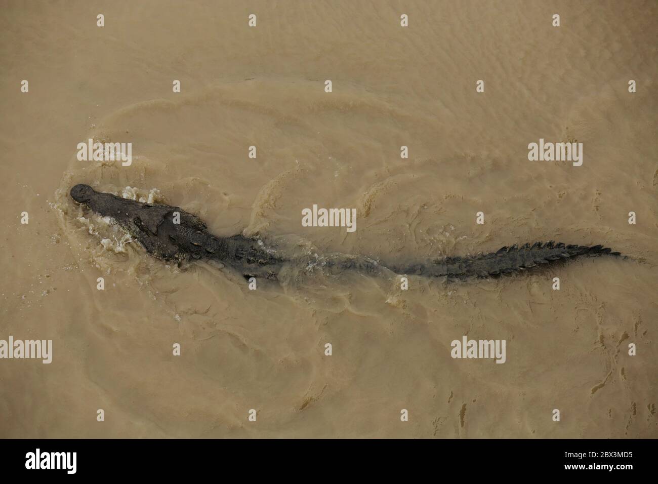 Saltwater crocodile the mud hi-res stock photography and images - Alamy