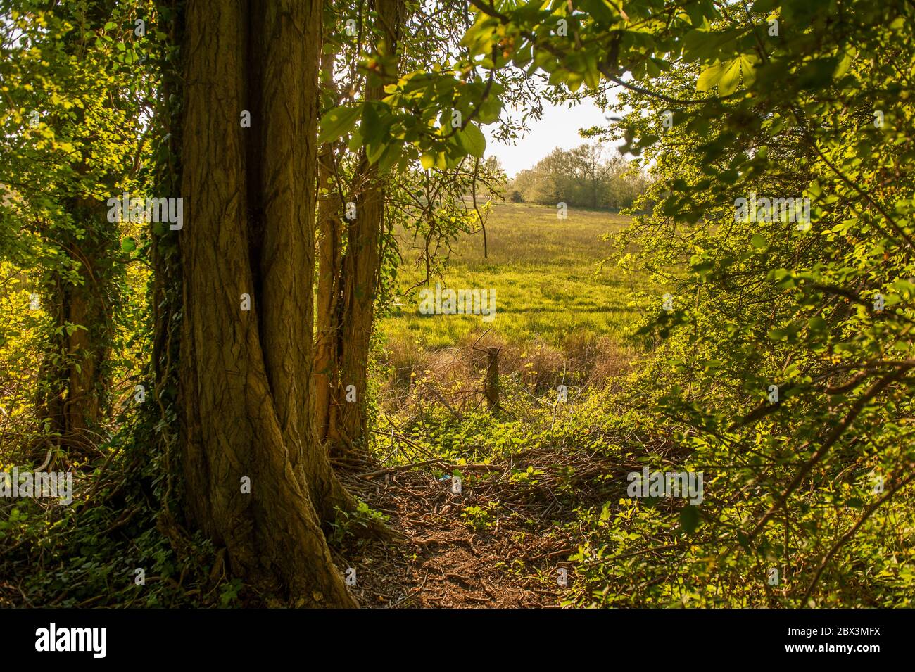 Opening in hedge hi-res stock photography and images - Alamy