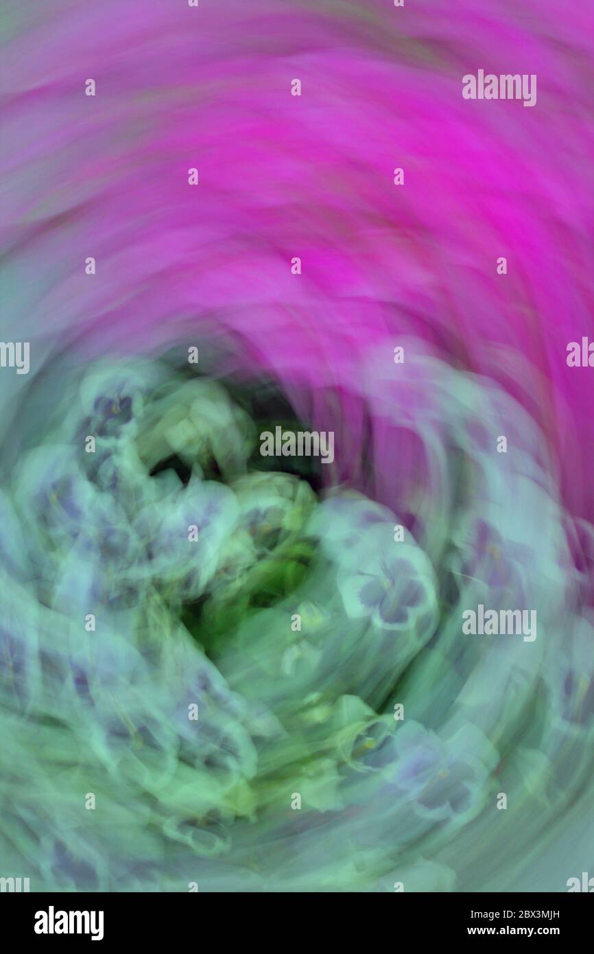 Spinning Clematis Flowers Stock Photo - Alamy