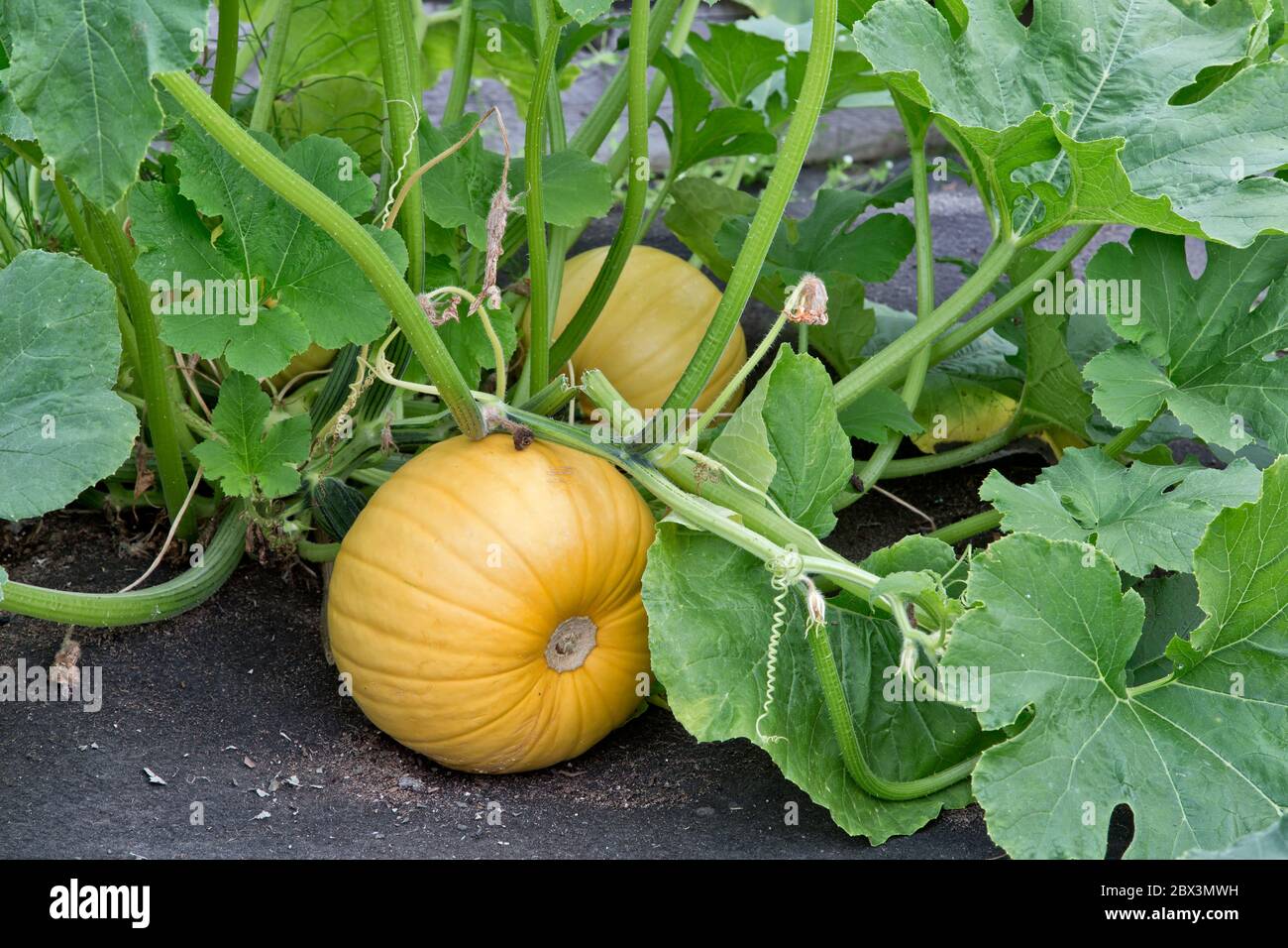 Yellow pumpkins 'Sunlight PMR' variety maturing in tunnel, black ...