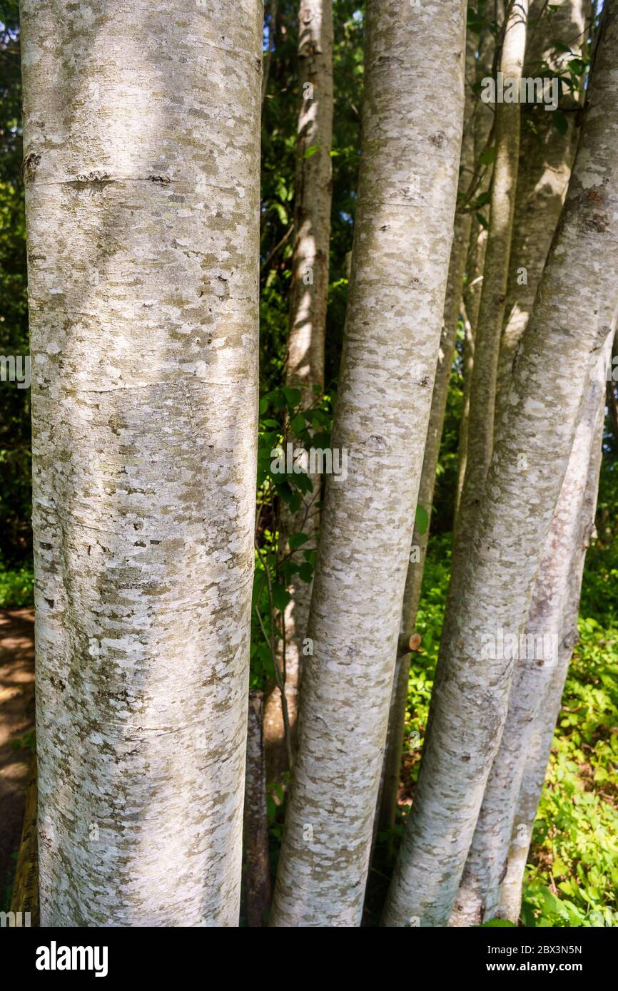 Trunks and scaly looking bark of Red Alder tree, Alnus rubra, Qualicum ...