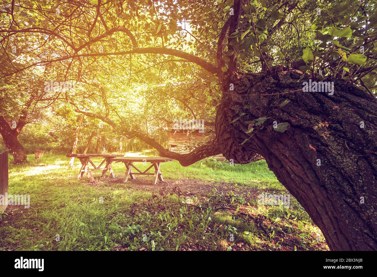 Wooden old, bench and table, sitting area under tree in woods Stock ...