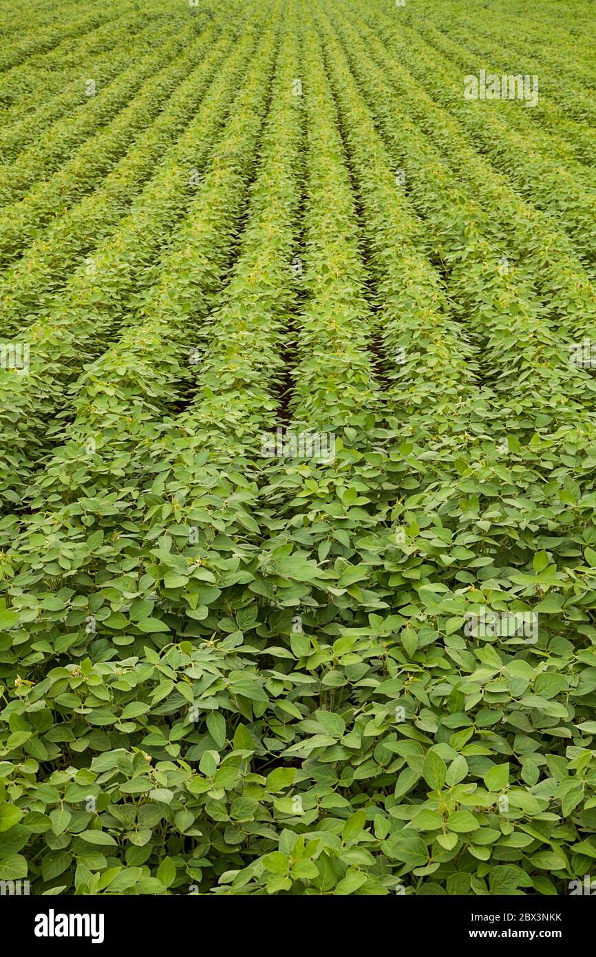 Agricultural soy plantation. Green growing soybeans plant. Image Stock ...