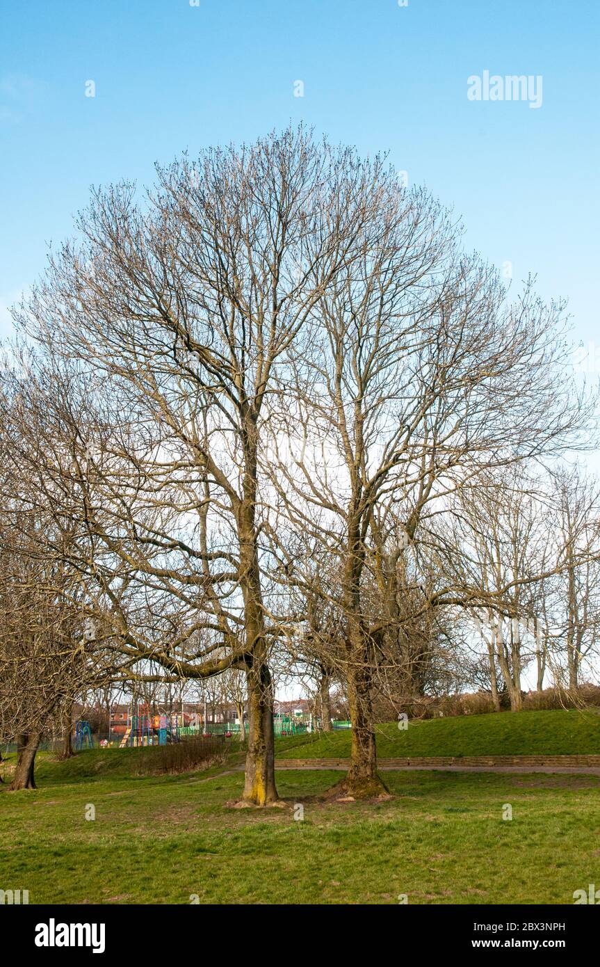 Fraxinus excelsior Common Ash a deciduous tree seen with leafless ...