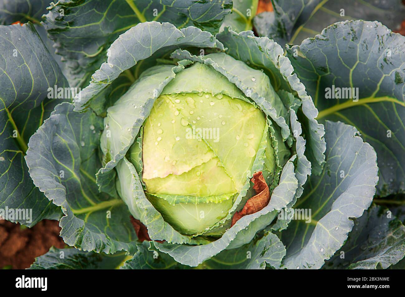 Close up on Fresh organic cabbage in harvest field, growing in garden ...