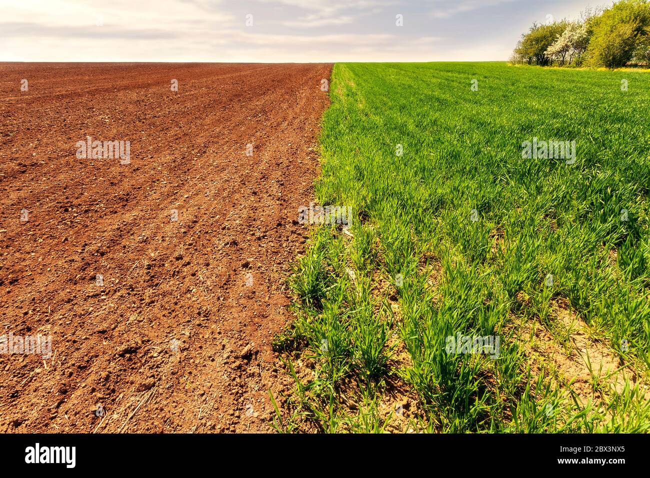 Furrows row pattern in a plowed field prepared for planting crops vs ...