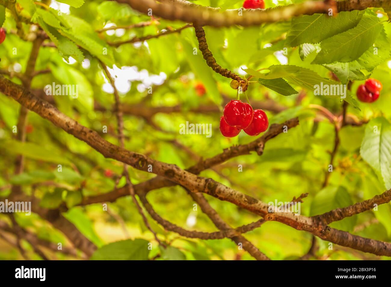 Cherries on the branch cherry fruit tree in orchard for picking ...