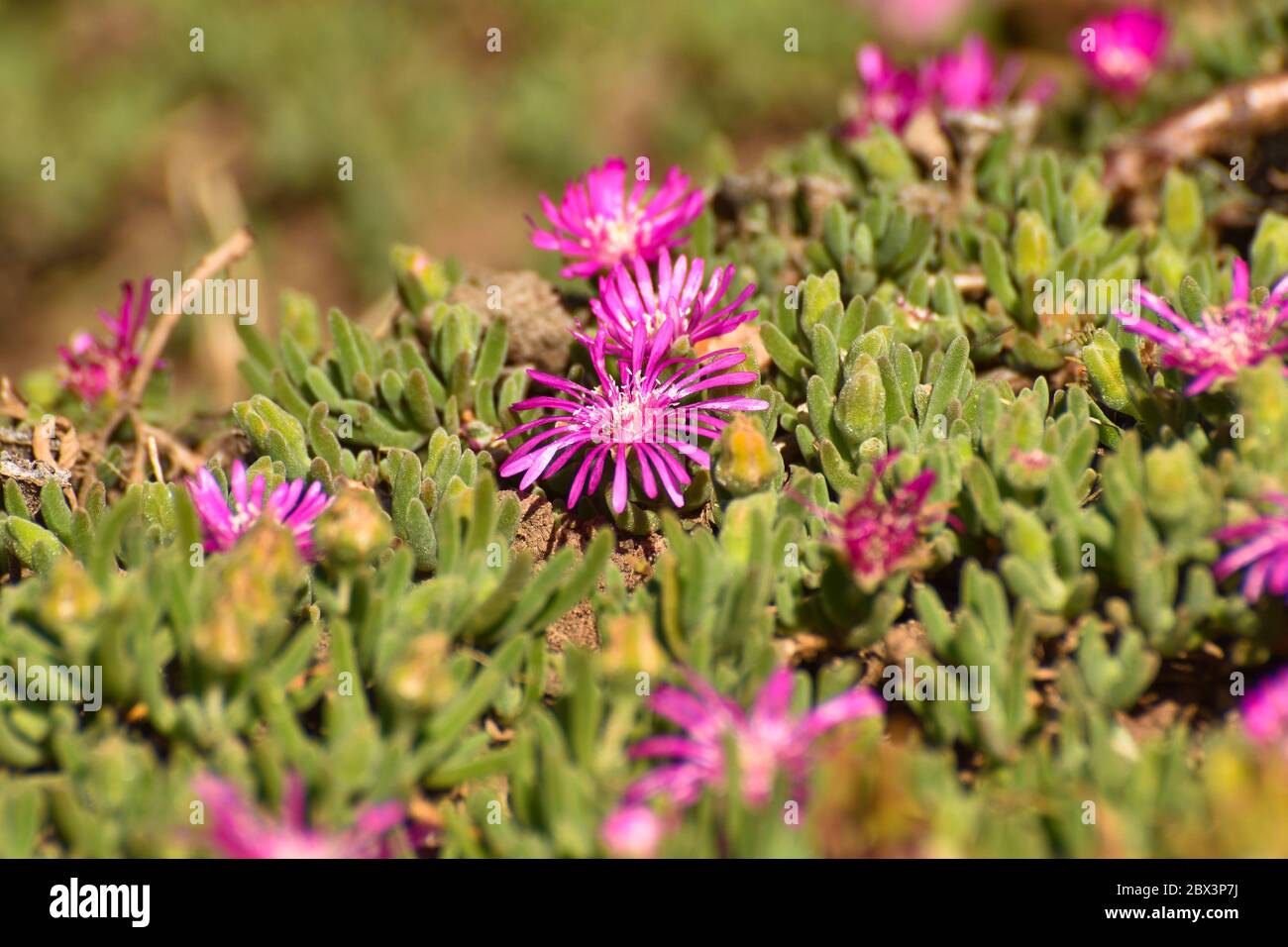 Delosperma cooperi hi-res stock photography and images - Alamy