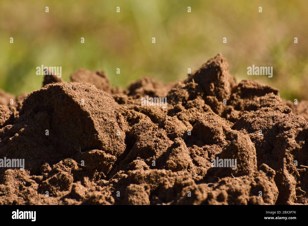 Sandy soil hi-res stock photography and images - Alamy