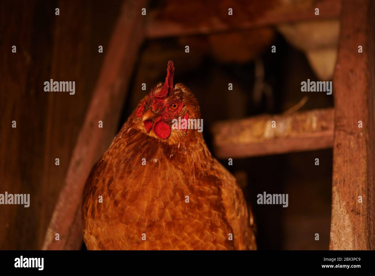 Adult chicken hi-res stock photography and images - Alamy