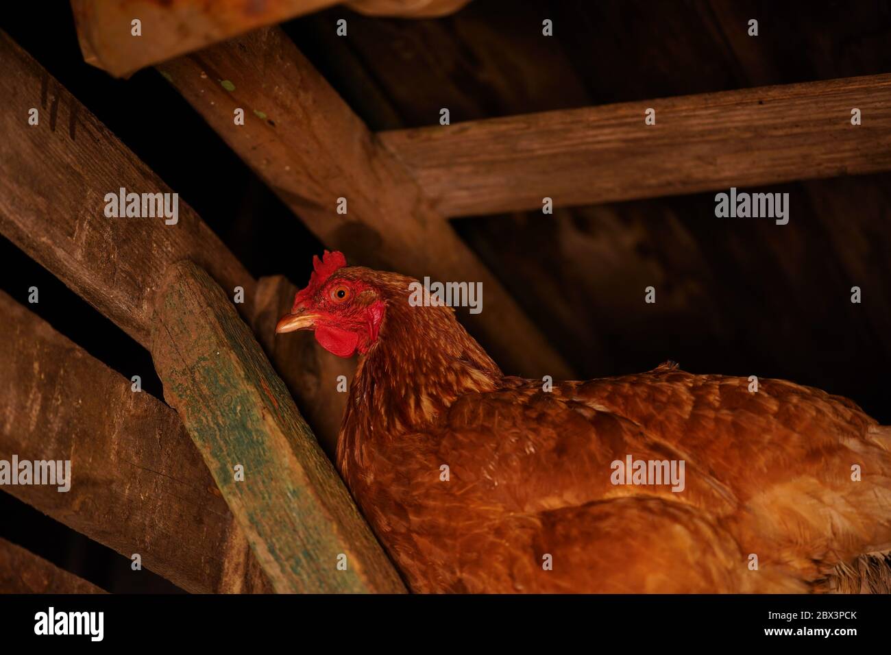 Adult farming hi-res stock photography and images - Alamy