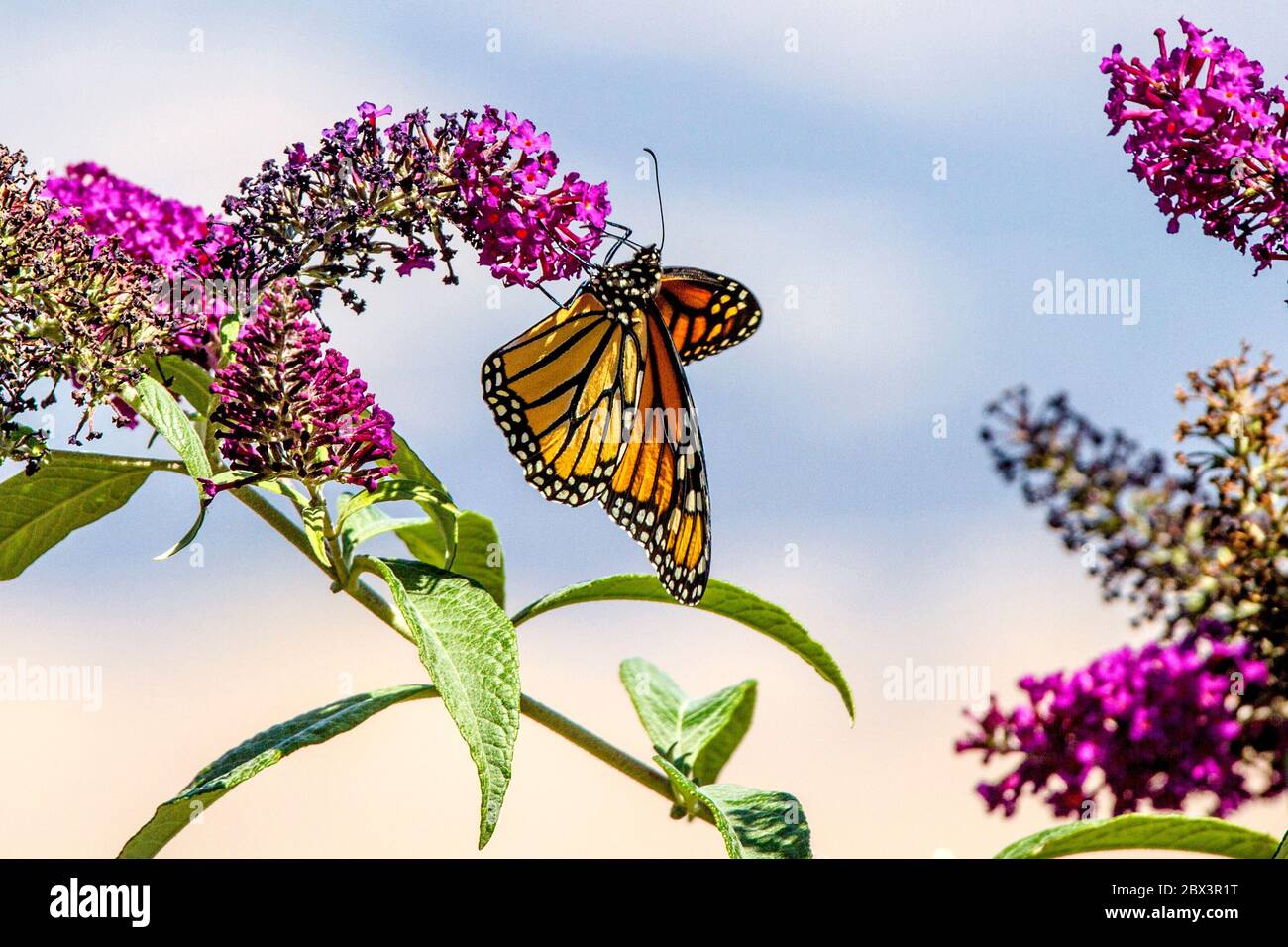 Monarch Butterfly ion "Butterfly Bush Stock Photo - Alamy
