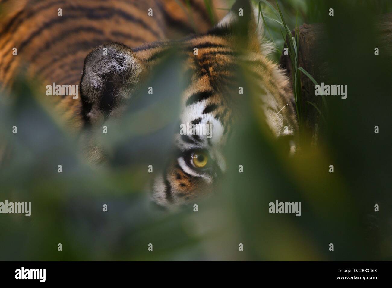 Tiger stalking hi-res stock photography and images - Alamy