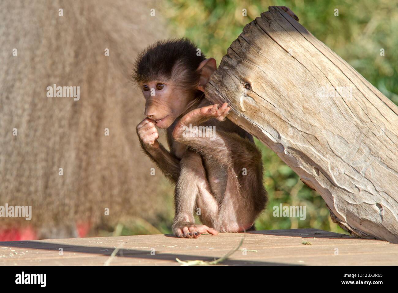Aggressive baboon hi-res stock photography and images - Alamy