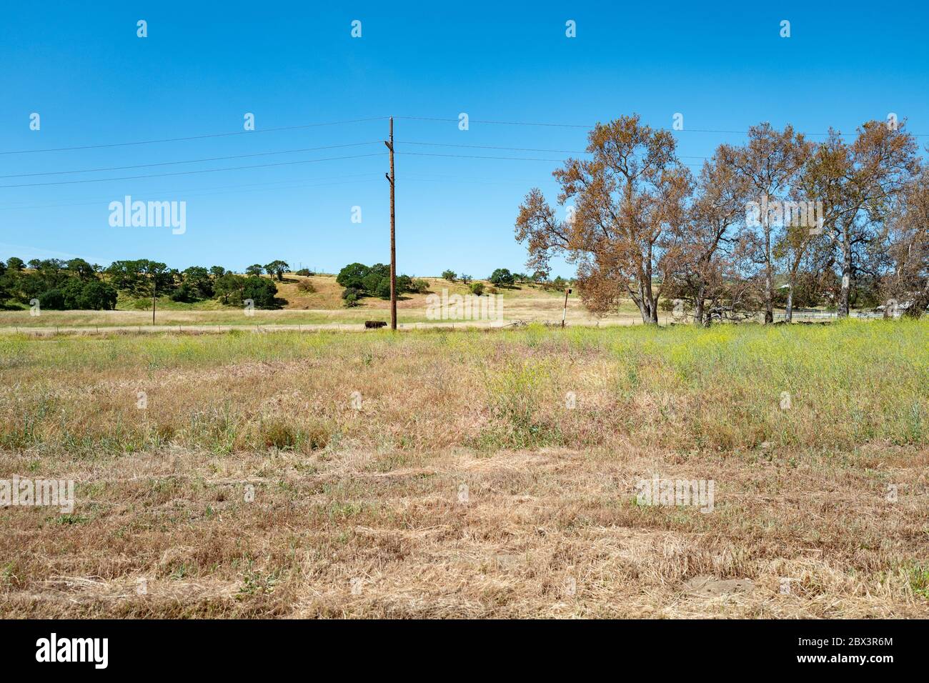6 cows hi-res stock photography and images - Alamy